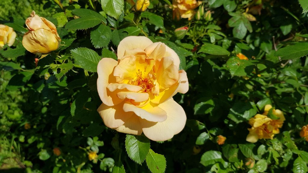 SPD Weinstadt – Offizielle Seite der SPD Weinstadt